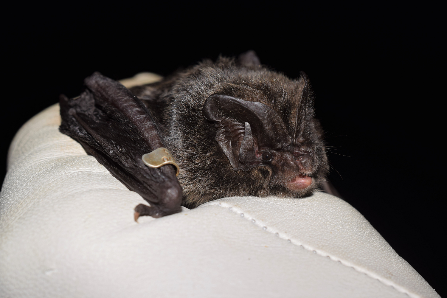 Our Bats – Cambridgeshire Bat Group