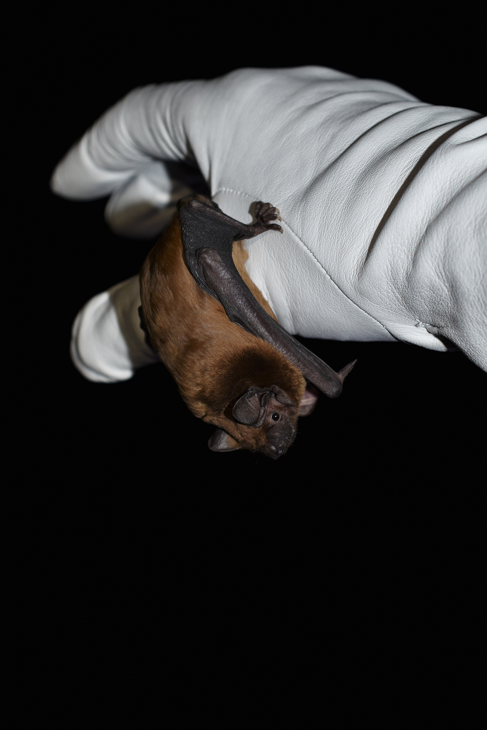 Bat Care – Cambridgeshire Bat Group
