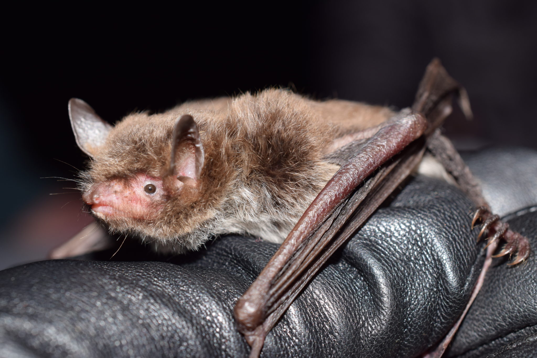 Our Bats – Cambridgeshire Bat Group